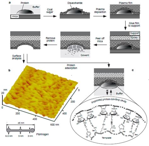 Molecular Imprinting Techniques Used For The Preparation Of Biosensors