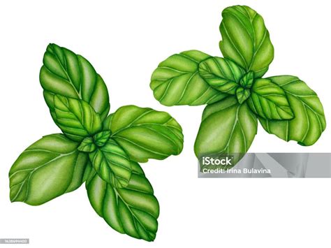 녹색 잎을 가진 수채화 바질 가지입니다 손으로 그린 식물 그림은 흰색으로 분리되어 있다 음식 조리법 라벨 배너를 위한 향신료 허브 요소 Fragrance Launch에 대한