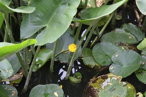 コウホネ河骨の花 てこてこペンギン散歩