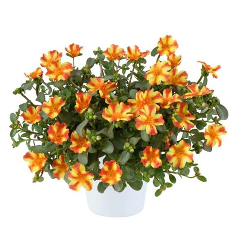 Portulaca Oleracea Pazazz Nano™ Orange Twist Purlslane Garden