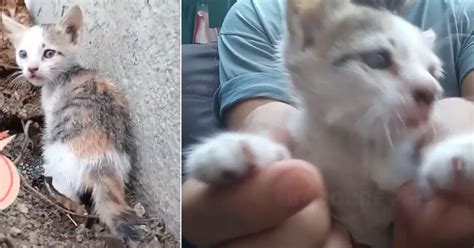 Tiny Victim Of Sadistic Owner Kitten Tremble In Fear