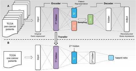 A The Architecture Of The Vae Model Used In This Study A Hidden