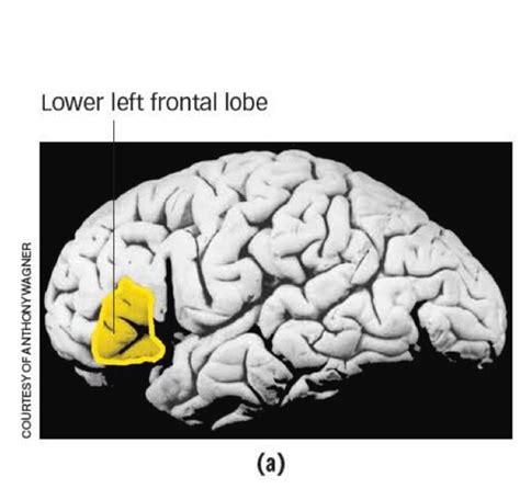 Introducing Psychology Chapter 6 Memory Flashcards Quizlet
