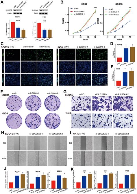Multi Omics Analysis Of Mitophagy Subtypes And Integration Of Machine Learning For Predicting