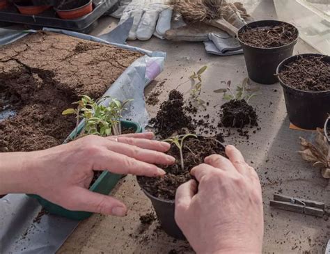 Най доброто време за засяване на семена от домати за разсад Växter