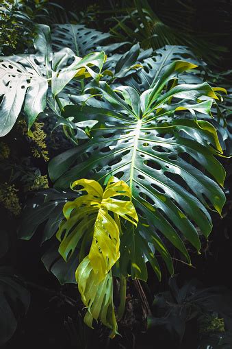 몬스타 필로덴드론의 녹색 잎 식물원에서 자라는 식물 열대 우림 식물 상록 덩굴 추상적 배경 0명에 대한 스톡 사진 및 기타