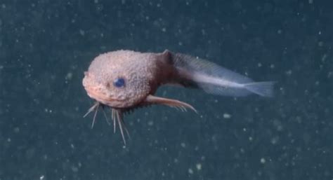 These Newly Discovered Snailfish Get Bumpy Dark And Sleek In The Deep