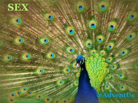 Skating In The Garden In High Heels Under My Alb Adventus Sex