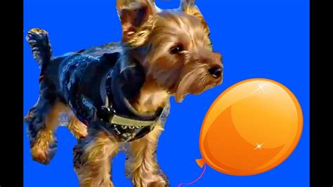 Собака и шарик / The Dog - YouTube