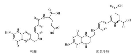 第六节 叶酸 知乎