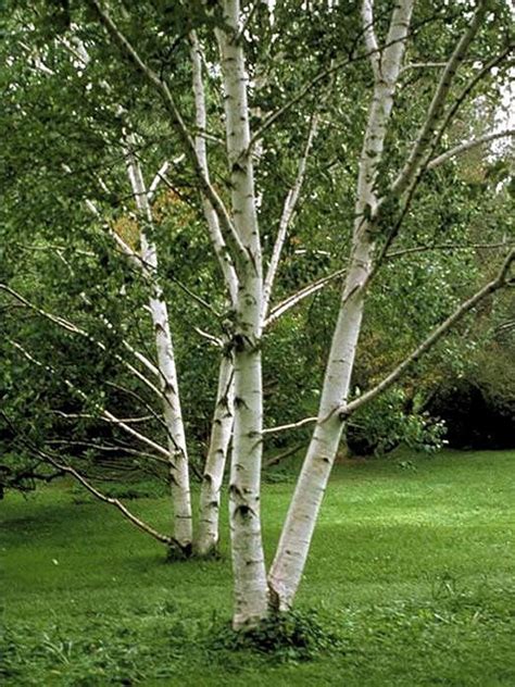 Берёза бумажная (papyrifera)