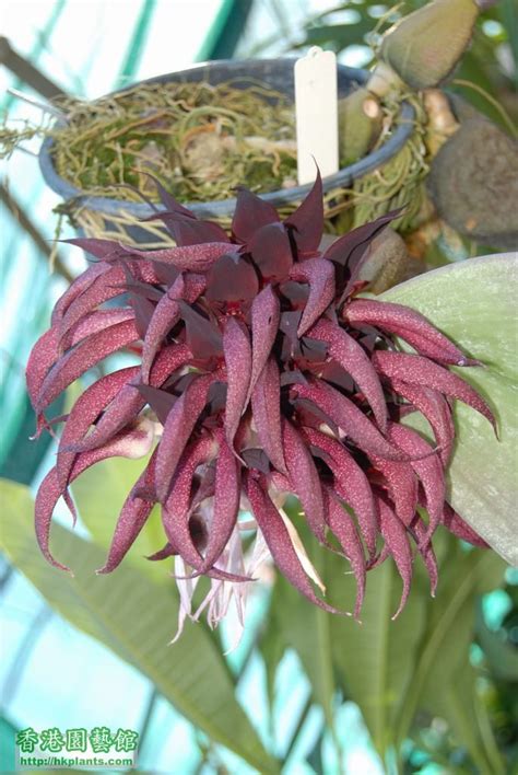 Bulbophyllum fletcherianum 领带兰 蘭科植物 orchid 香港園藝館