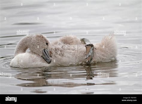 Juvenile Mute Swan At Indiana Brownless Blog
