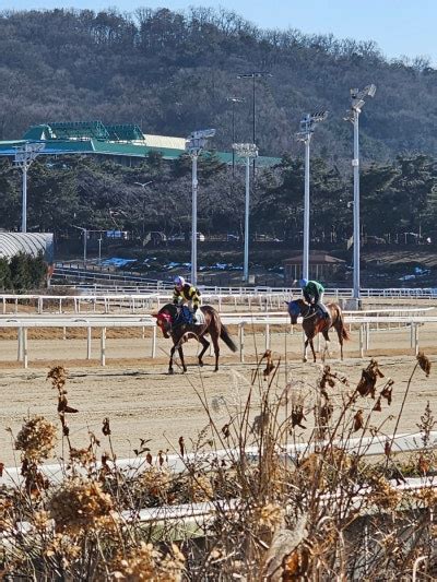 과천 렛츠런파크 서울포니랜드 서울근교 경마장 후기입장료 주차마권구매 경마꿀팁 네이버 블로그