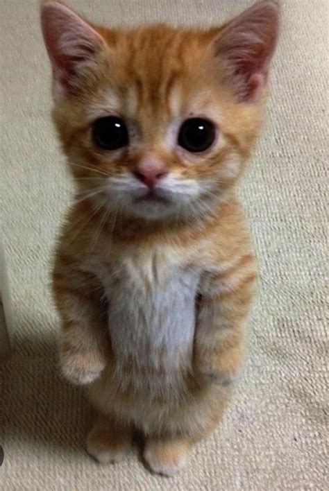 Создать мем котики умоляющий котик котик просит Картинки Meme