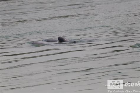 ថ្ងៃនៃក្តីស្រឡាញ់មាន«កូនផ្សោតកើតថ្មីនៅអន្លង់កាំពី ខេត្តក្រចេះ សុីសុីថាមស៍