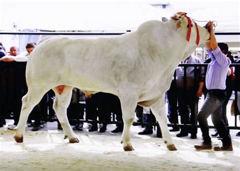 Chianina Cow