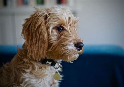 Cockapoo Full Grown Sizes Standard Mini Toy And Teacup Puplore