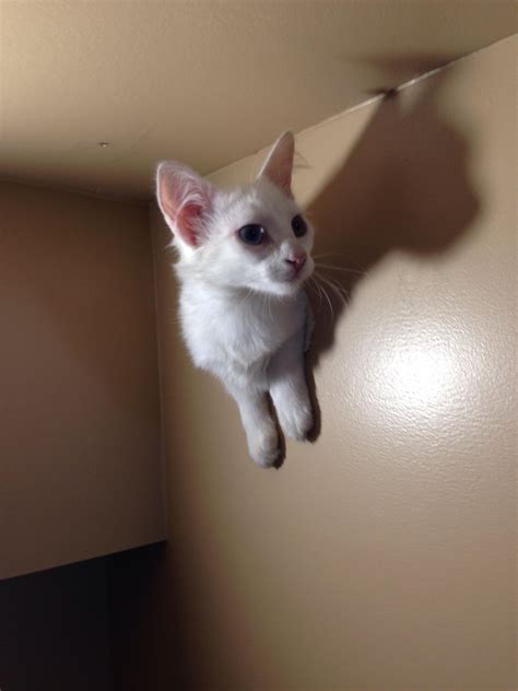 Pussy Stuck In A Hole Rtightpussy