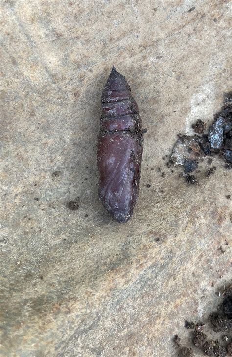 Found In North Alabama What Is This Squishy Thing R Whatisthisbug