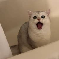 Salesforce Llama XLAM 2 70b Fc R At Main