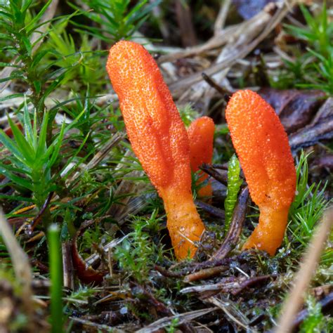Cordyceps Natural