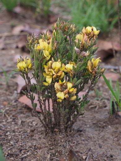 Crotalaria Quangensis Ecured