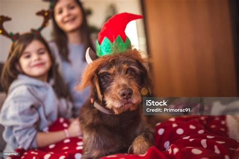 어머니와 딸은 침대에서 자신의 선임 개와 함께 크리스마스를 축하합니다 가정 생활에 대한 스톡 사진 및 기타 이미지 가정 생활 가정의 방 가족 Istock