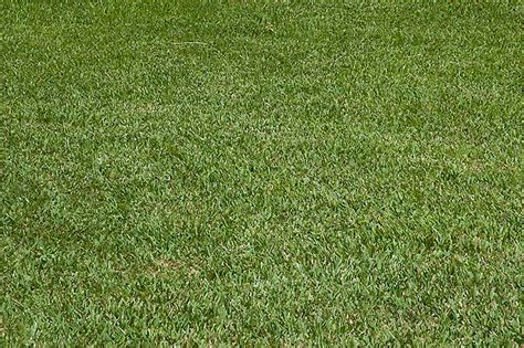 Watching Grass Grow New Floridians