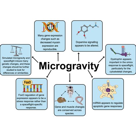 Caenorhabditis Elegans In Microgravity An Omics Perspective Iscience