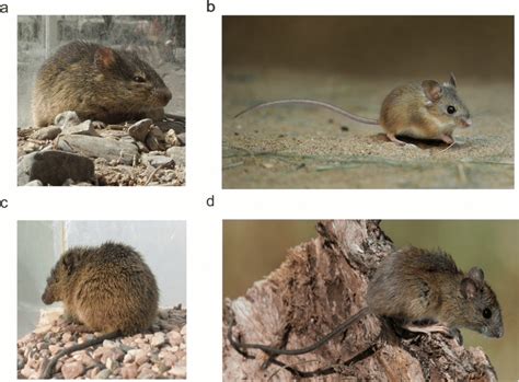 Sigmodontine Species Analyzed A Akodon Caenosus Ambulatory Form