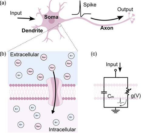A Trivial Implementation Of An Analog Spiking Neuron Using A Memristor For Less Than 1