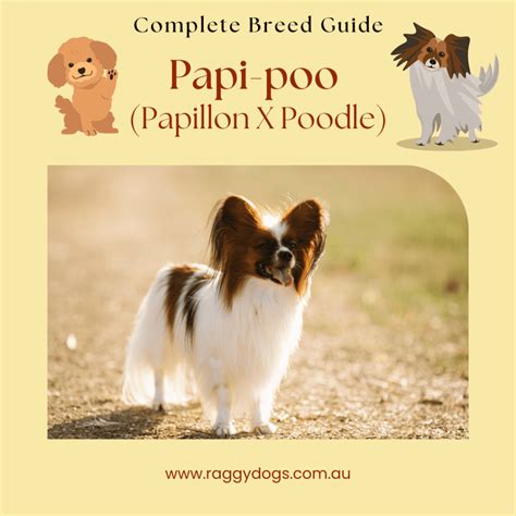 Papi Poo Complete Guide To The Papillon Cross Poodle Mix Breed