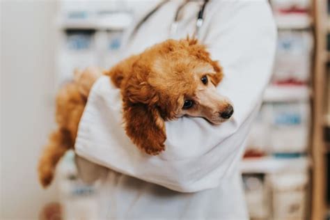 Hookworm In Dogs Signs Treatment And Prevention Rocklin Vets