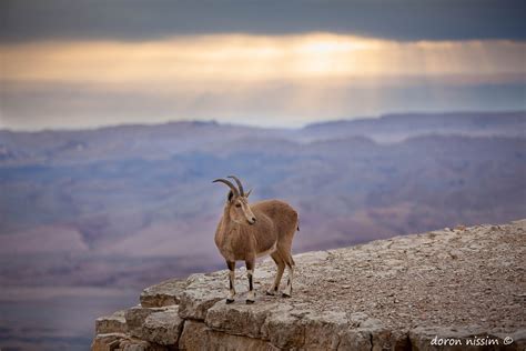 יעל נובי צילום דורון ניסים רשות הטבע והגנים זווית סוכנות ידיעות למדע ולסביבה