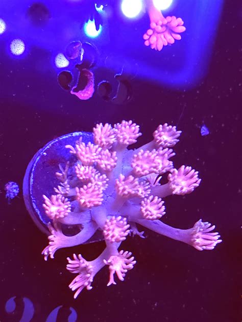 Sbb Ice Kraken Goni Medium Sbb Corals