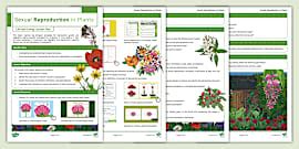 Grade 7 Natural Sciences Parts Of A Plant