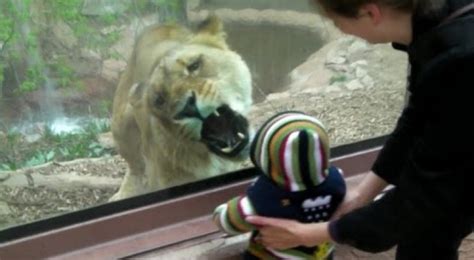 Video di Leoni | GuardaCheVideo.it
