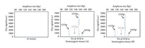 Normal And Aberrant Splicing In Ivsi 6 β Globin Gene A Schematic Download Scientific Diagram