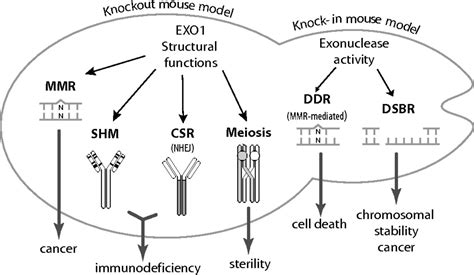 Mammalian Exo1 Encodes Both Structural And Catalytic Functions That