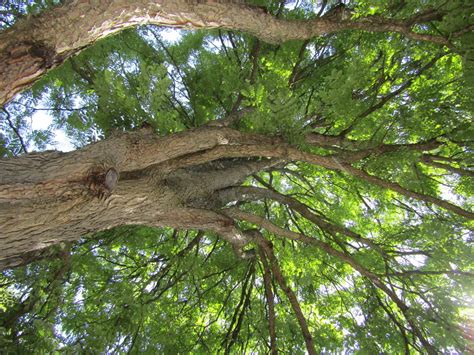 Managing Invasive Plants In Winter Wigl