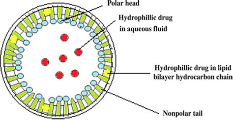 Solid Lipid Nanoparticle Structure 62 Republished With Permission