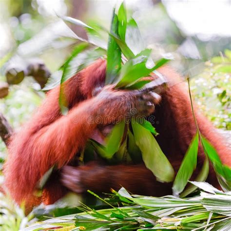 Orang Utan Nest Stockbild Bild Von Westen Java Nest 245934401