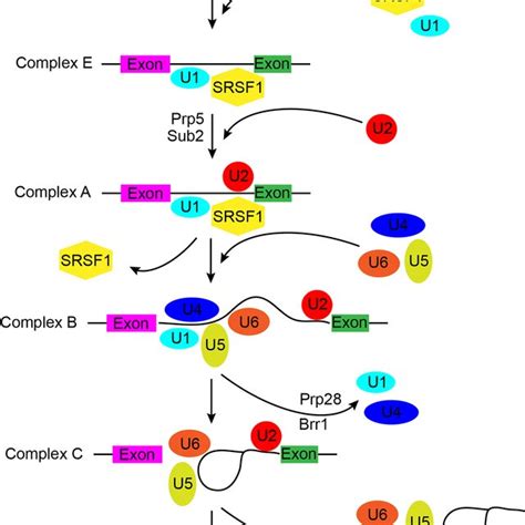 A General Schematic Of Pre Mrna Splicing By The Major Spliceosome