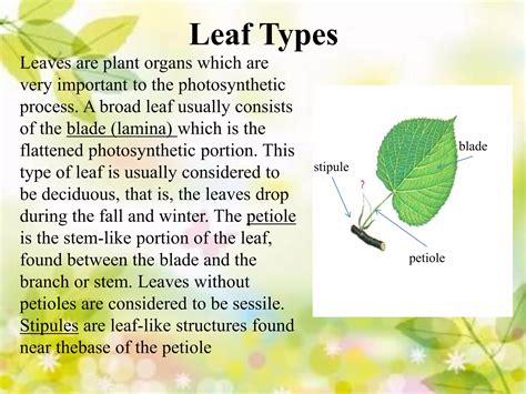 Brief Classification Of Leaves Pptx