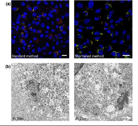 Figure 1 From A Novel Optimized Pre Embedding Antibody Labelling