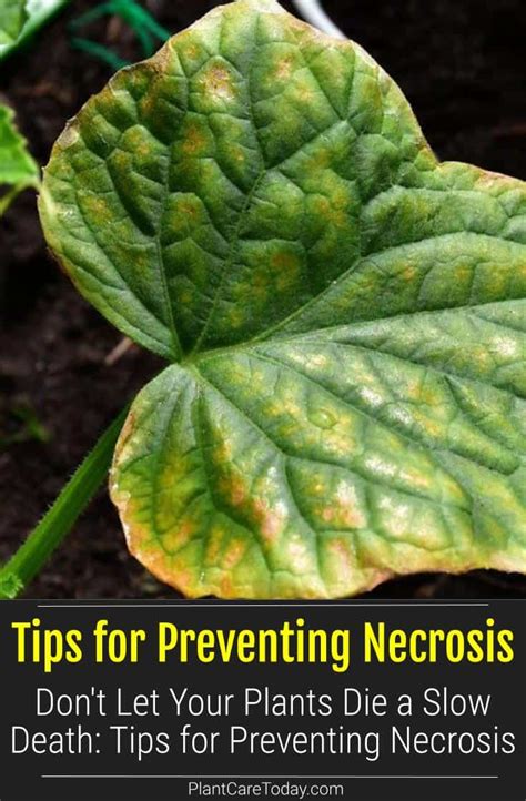 Dont Let Your Plants Die A Slow Death Tips For Preventing Necrosis