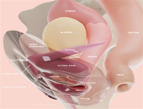 Frenulum Clitoridis Exploring Female Pleasure And Sensitivity