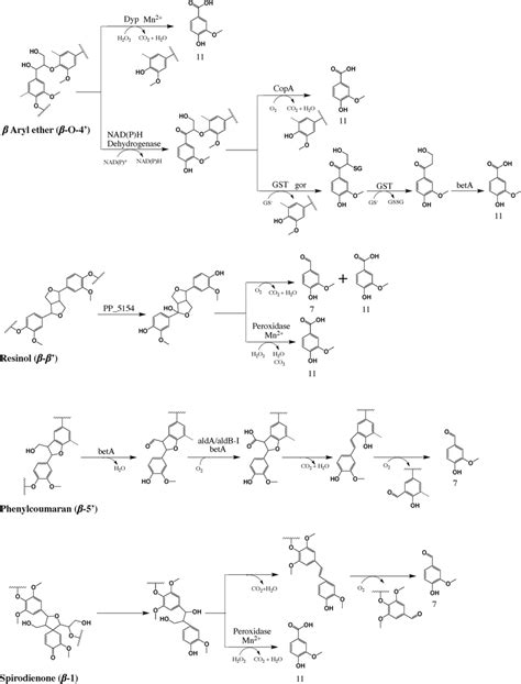 Proposed Lignin Degradation Pathways With P Putida Secretome The