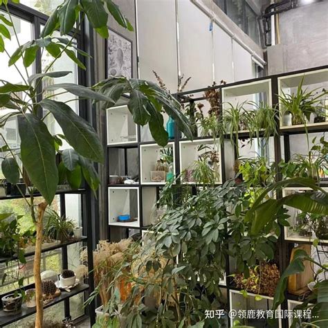 小鹿国高探校第三站 杭州橄榄树学校 知乎